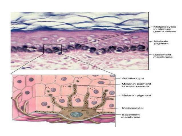 Normal Skin histology | PPTX | Skin and Dermatology | Diseases and ...