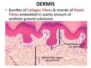 Normal Skin histology | PPTX