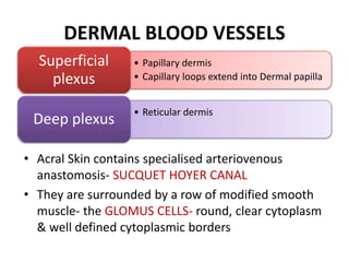Normal Skin histology | PPTX