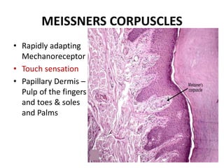 Normal Skin histology | PPTX