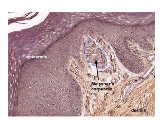 Normal Skin histology | PPTX