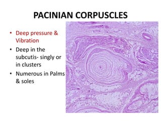 Normal Skin histology | PPTX