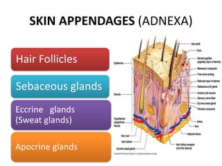 Normal Skin histology | PPTX