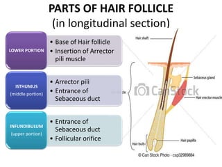 Normal Skin histology | PPTX