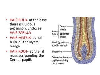 Normal Skin histology | PPTX