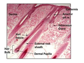 Normal Skin histology | PPTX