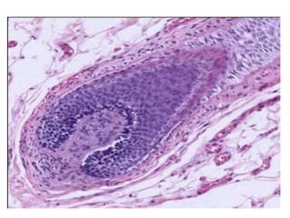 Normal Skin histology | PPTX