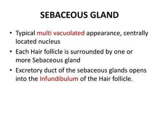 Normal Skin histology | PPTX