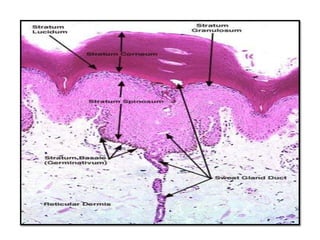 Normal Skin histology | PPTX