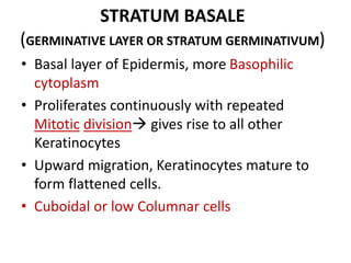 Normal Skin histology | PPTX