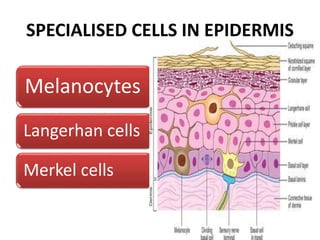 Merkel Cells Histology