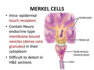 Merkel Cells Histology