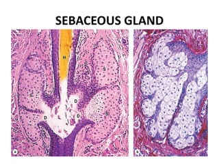 Sebaceous Glands Histology