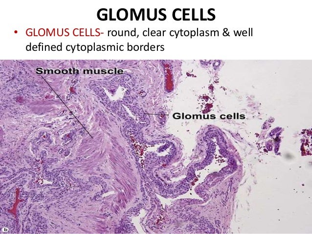 Normal Skin histology