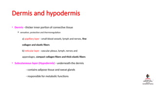 Skin Histology lecture and layers with their cells | PPT