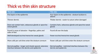 Skin Histology lecture and layers with their cells | PPTX