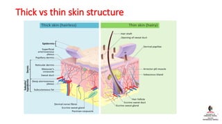 Skin Histology lecture and layers with their cells | PPTX