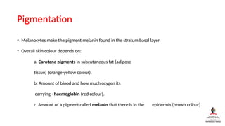 Skin Histology lecture and layers with their cells | PPTX