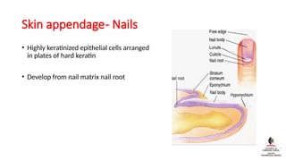 Skin Histology lecture and layers with their cells | PPT