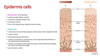 Skin Histology lecture and layers with their cells | PPTX
