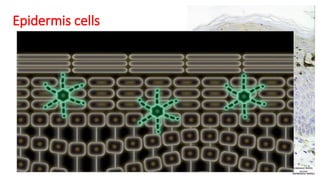 Skin Histology lecture and layers with their cells | PPTX
