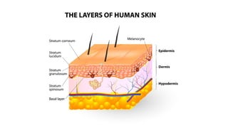 Skin Hydration and Integrity anatomy.pptx