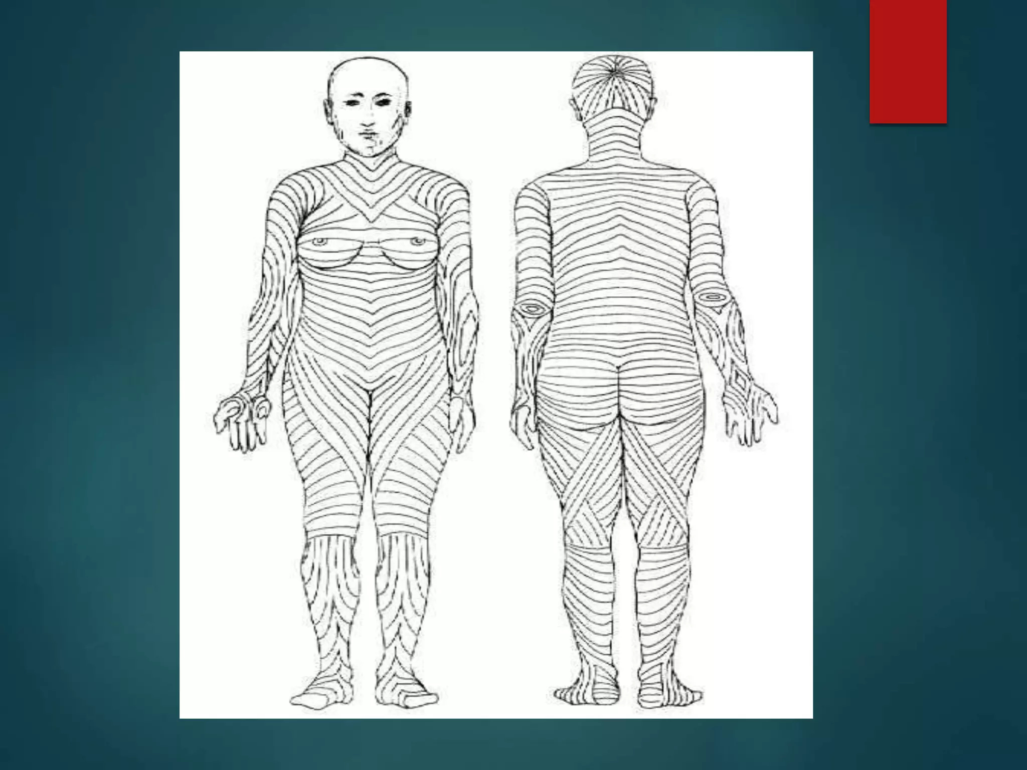 Skin incisions final | PPTX