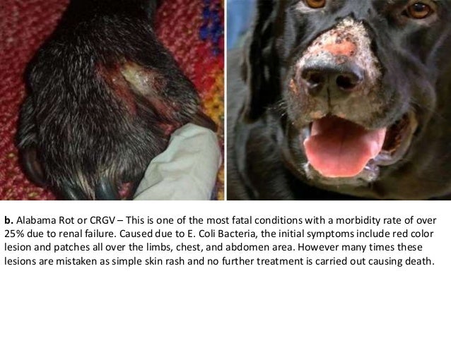Skin Infection In Dogs – An Important Yet Neglected Condition | PPTX
