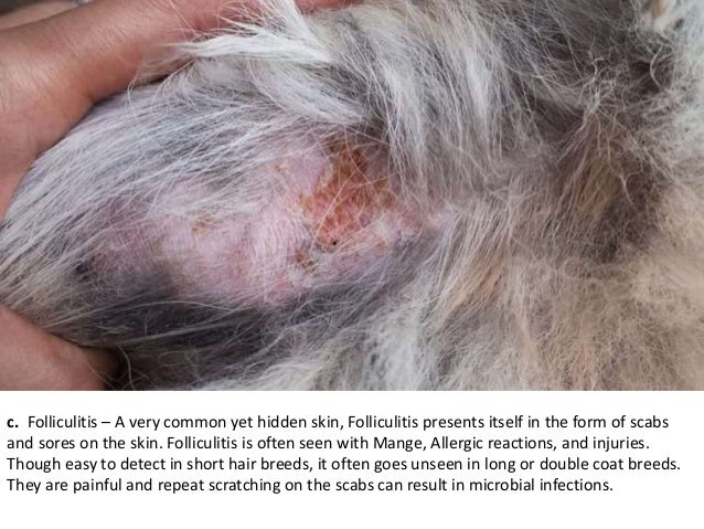 Skin Infection In Dogs – An Important Yet Neglected Condition | PPTX