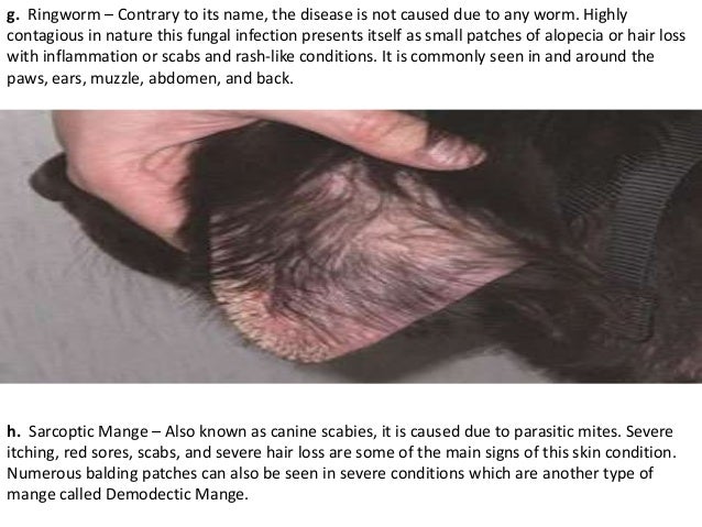 Skin Infection In Dogs – An Important Yet Neglected Condition | PPTX