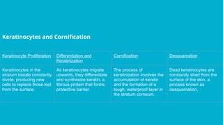Skin Integumentary system anatomy and physiology.pptx