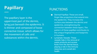 Skin Integumentary system anatomy and physiology.pptx