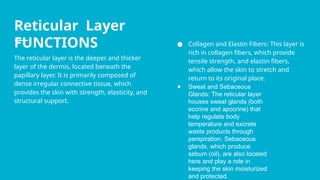 Skin Integumentary system anatomy and physiology.pptx