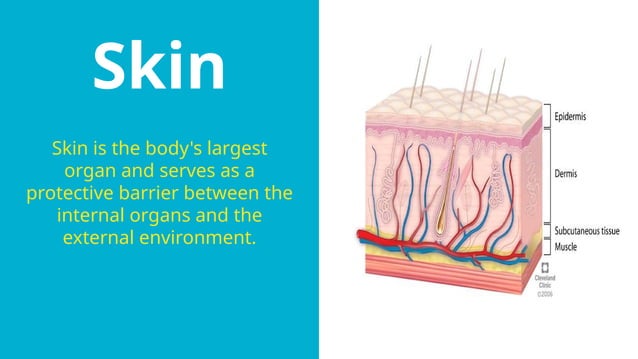 Skin Integumentary system anatomy and physiology.pptx