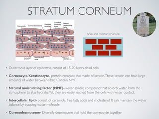Skin introduction (Part 1- Epidermis) | PDF