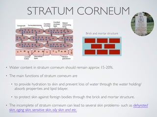 Skin introduction (Part 1- Epidermis) | PDF