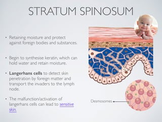 Skin introduction (Part 1- Epidermis) | PDF
