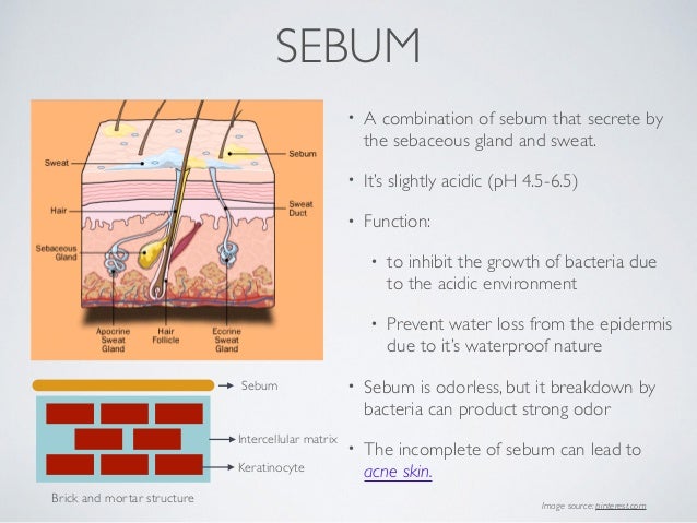 Skin introduction (Part 1- Epidermis)