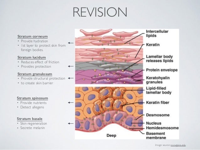 Skin introduction (Part 1- Epidermis)