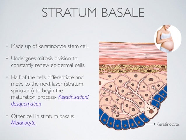 Skin introduction (Part 1- Epidermis)