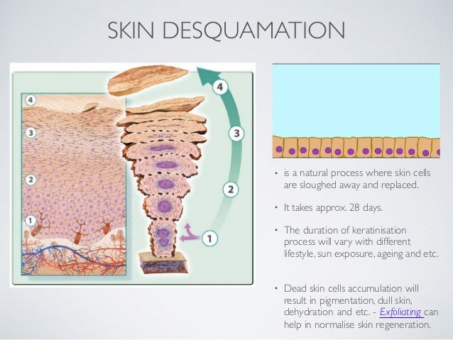 Skin introduction (Part 1- Epidermis)