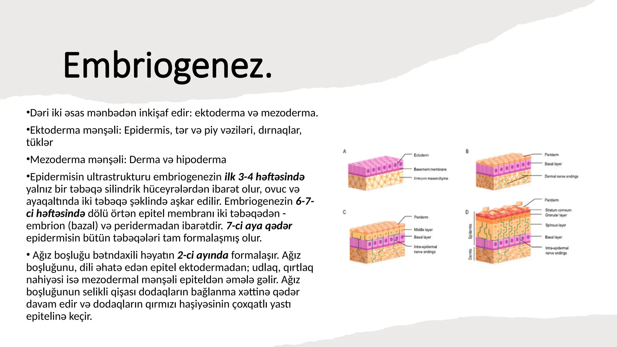 skin layers and complexion dermatology.pptx