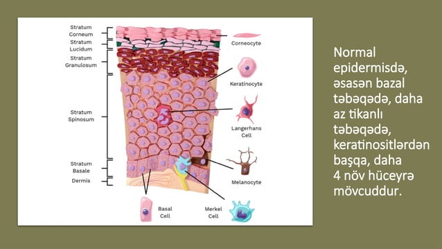skin layers and complexion dermatology.pptx