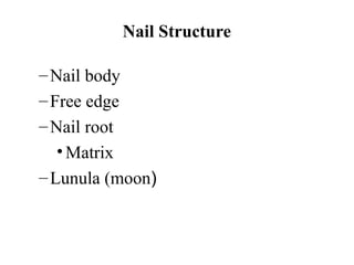 Skin_lecture.ppt . | PPT