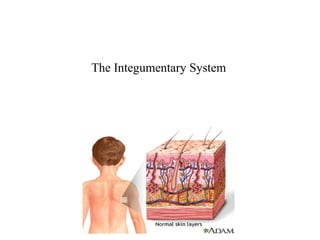 Skin_lecture.ppt . | PPT