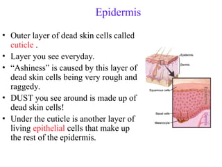 Skin_lecture.ppt . | PPT