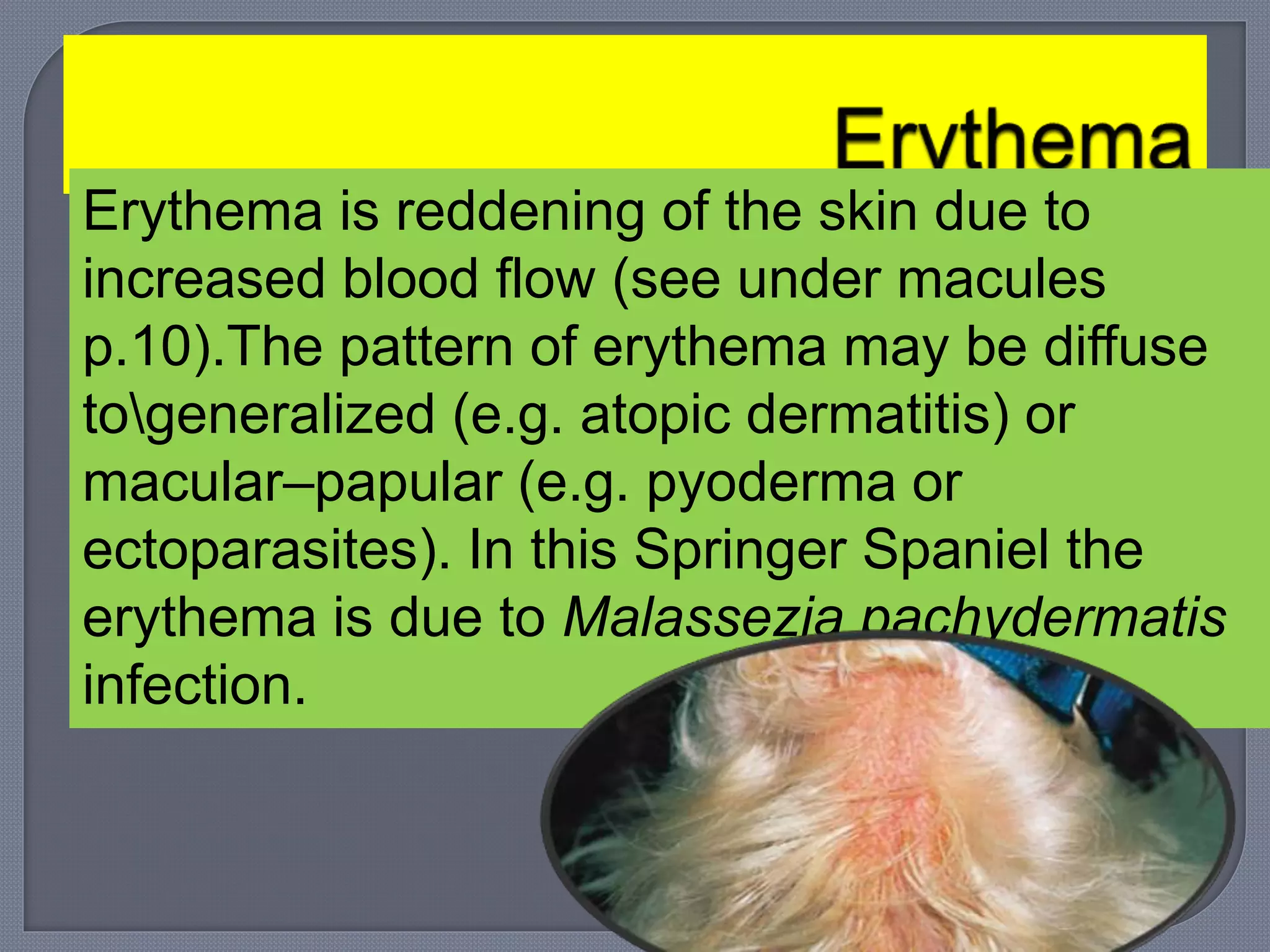 Canine Skin lesion | PPTX