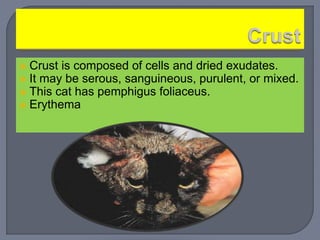 Canine Skin lesion | PPTX