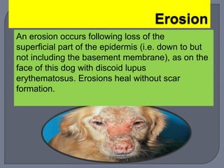 Canine Skin lesion | PPTX
