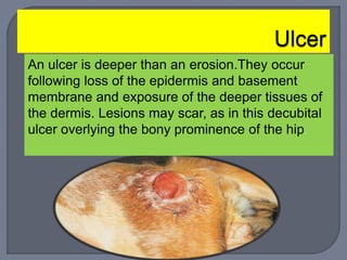 Canine Skin lesion | PPTX